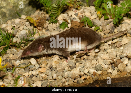 bicoloured white-toothed shrew (Crocidura leucodon), albino Stock Photo ...