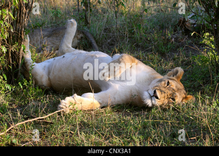 lion (Panthera leo), lioness lolling, Kenya, Masai Mara National Park ...