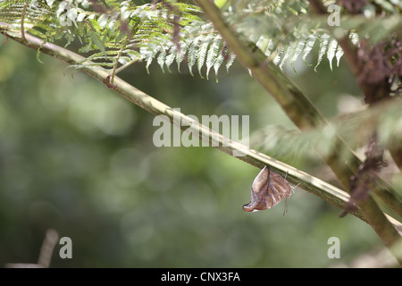 Orion cecropian (Historis odius) is a butterfly native to North America ...