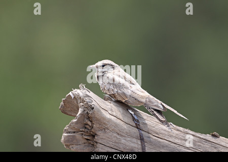 Sand-coloured nighthawk (Chordeiles rupestris), River Nightjar, River ...