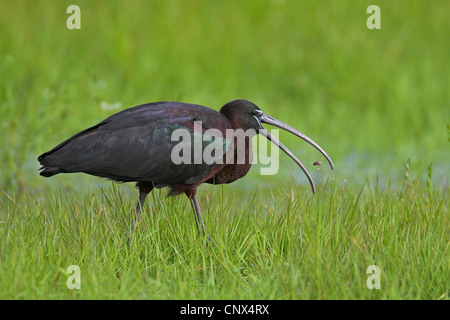 Glossy Ibis (Plegadis falcinellus) eating a tadpole, Lesbos, Greece ...