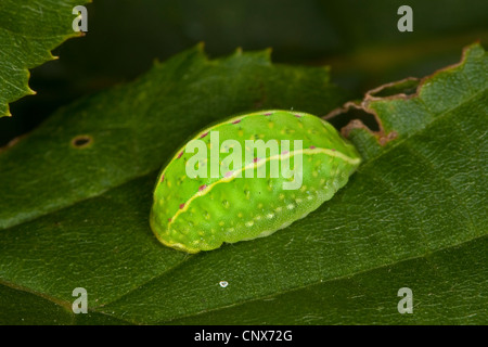 Festoon (Apoda limacodes, Cochlidion limacodes, Apoda avellana ...