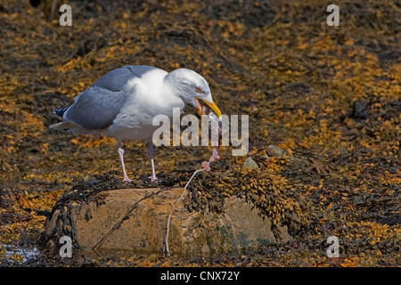 Herring gull (Larus argentatus) feeding on a dead fish (believed to be ...