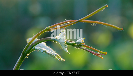 A grapevine tendril in detail Stock Photo - Alamy
