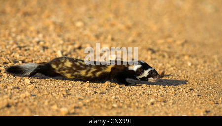 European Marbled Polecat (Vormela peregusna) in natural habitat Stock ...