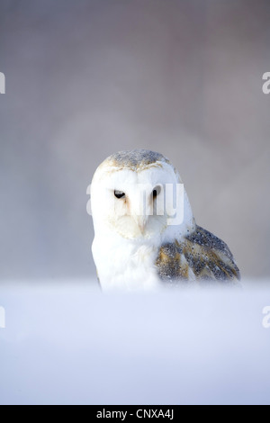 Barn Owl (Tyto alba), Cairngorms National Park, Scotland, United ...
