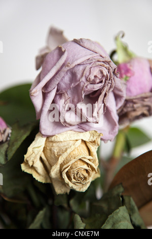 A vertical high angle shot of a dead dry forest near the Kawah Ijen ...