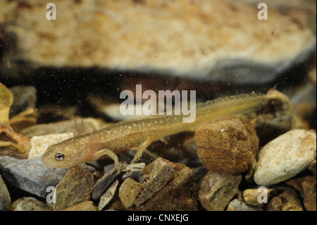 Northern Spectacled Salamander (Salamandrina perspicillata) two adult ...