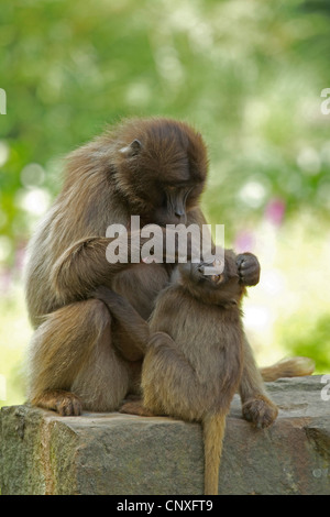 gelada, gelada baboons (Theropithecus gelada), two juveniles Stock ...