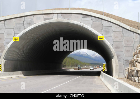 Wildlife overpass, Banff National Park, Alberta, Canada, on the ...