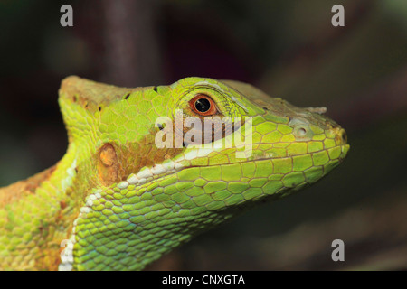 eastern casquehead iguana (Laemanctus longipes), sitting on a branch ...