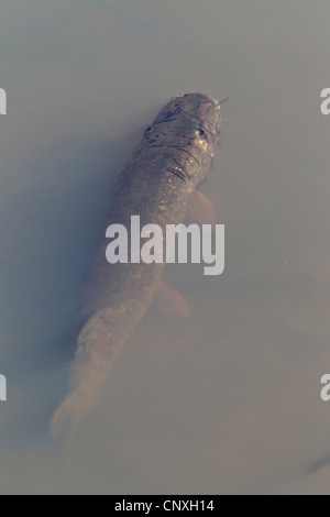 Northern Pike (Esox lucius) under water. Germany Stock Photo - Alamy