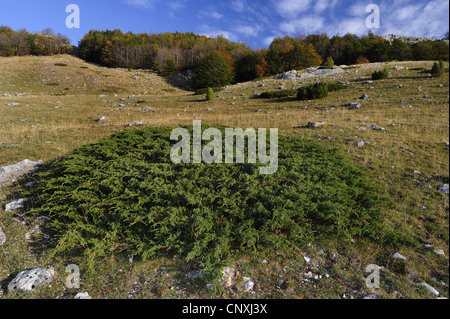 juniper (Juniperus spec.), in karst landscape, Montenegro, Durmitor ...