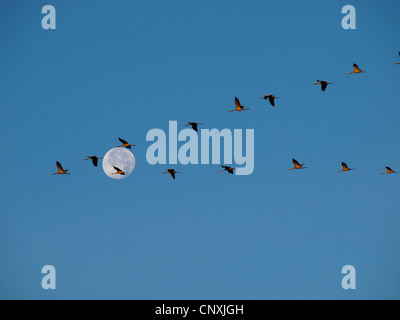 Common crane (Grus grus), flight formation, Saxony-Anhalt, Germany ...