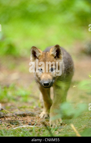 Wolf with cub (Canis lupus Stock Photo - Alamy
