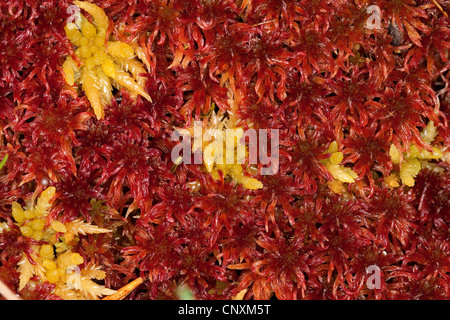peat moss (Sphagnum spec.), Germany Stock Photo - Alamy