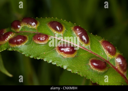Leaf galls on willow tree leaves, UK Stock Photo - Alamy
