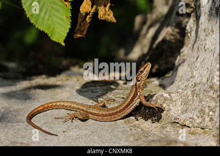 Female wall lizard (Podarcis muralis) on wall in Boscombe Bournemouth ...
