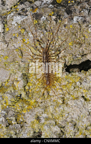 scutigeromorphs (Scutigeromorpha, Notostigmophora), at a wall, Croatia ...