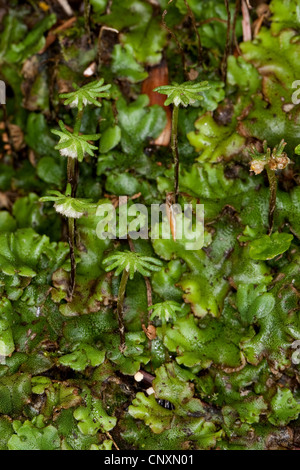 (Marchantia polymorpha polymorpha Stock Photo - Alamy