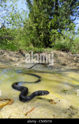 Common Grass-snake (Natrix natrix) from East Baltic sea Stock Photo - Alamy