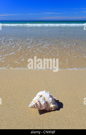 Shells of bivalve mollusks on the sand of a beach Stock Photo - Alamy
