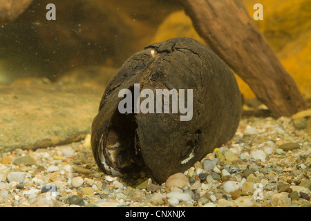 Freshwater pearl mussel (Margaritifera margaritifera) on river bed ...