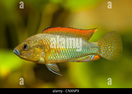 A southern mouthbrooder cichlid (Pseudocrenilabrus philander) isolated ...