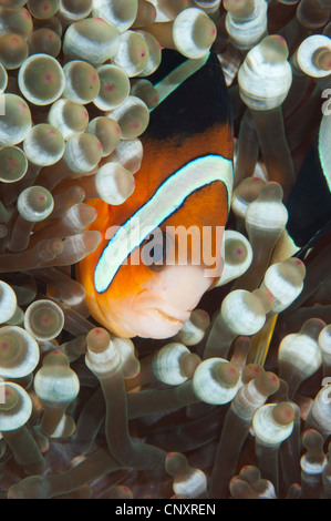 three band anemonefish Amphiprion tricinctus Stock Photo - Alamy