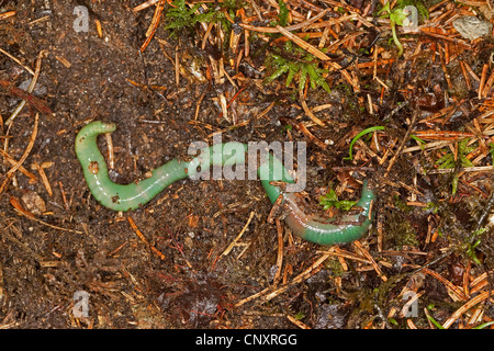Green Earthworm (Allolobophora smaragdina), on conifer forest ground ...
