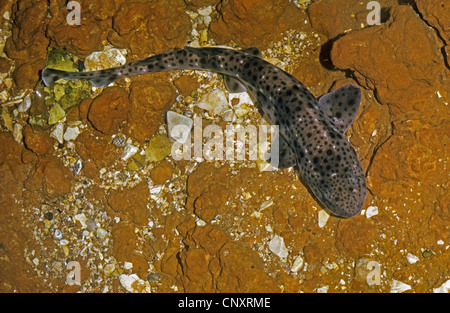 lesser spotted dogfish, smallspotted dogfish, rough hound, smallspotted ...