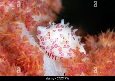 Allied Cowrie on Soft Coral, Pdeudosimnia sinensis, Kimbe Bay, New ...