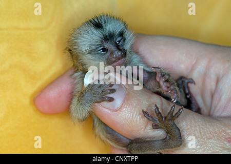 common marmoset (Callithrix jacchus), five-day-old orphan clutching at ...