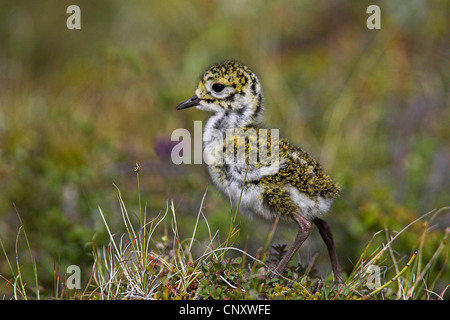 Golden Plover Pluvialis apricaria young chicks in nest on moor UK Stock ...