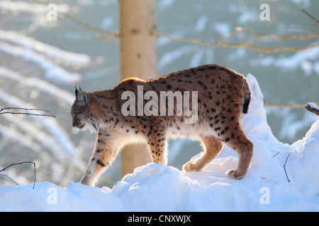 Eurasian lynx (Lynx lynx) in the snow, Bavarian Forest, Bavria, Germany ...