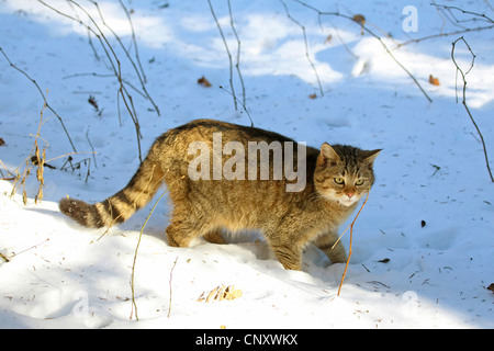 European wildcat (Felis silvestris silvestris) walking in forest Stock ...