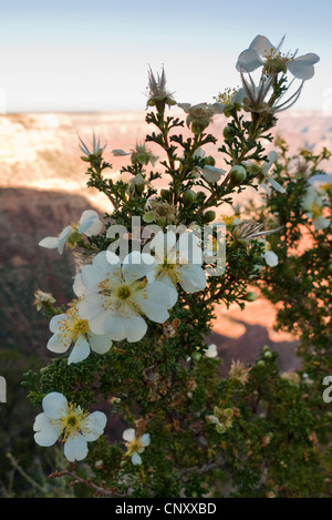 Stansbury cliffrose (Purshia stansburiana, , Cowania stansburiana ...