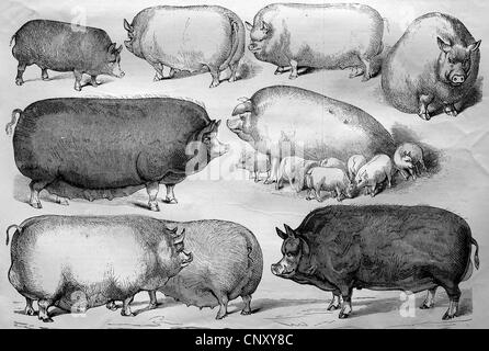 Breeds of Belgian domestic pigs, historic wood engraving, about 1888 ...