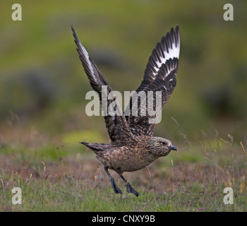 Great Skua (Stercorarius skua), side view of an adult stretching its wings, Southern Region ...