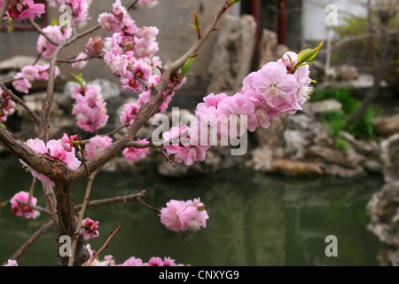 Flowering cherry tree in Beijing Botanical Garden, Beijing, China Stock ...