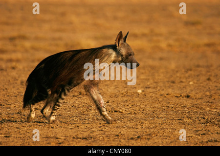 Brown hyena (Hyaena brunnea) with prey (baby bat-eared fox) in mouth ...