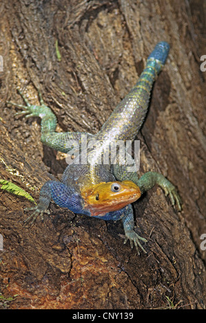 agamas, chisel-teeth lizards (Agamidae), sitting on a fern leaf ...