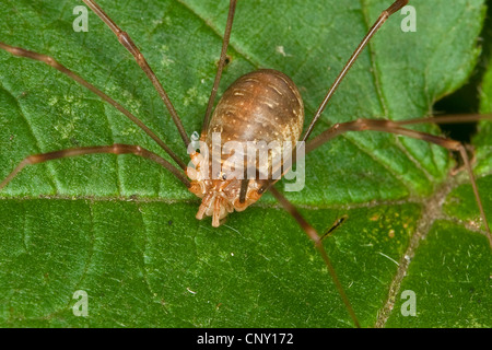 Harvestmen (Opilio canestrinii, Opilio ravennae, Phalangium canestrinii ...