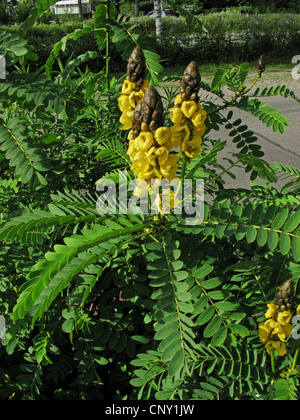 A flowering popcorn cassia plant - Senna didymobotrya Stock Photo - Alamy
