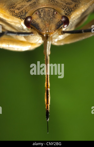 stink bug (Carpocoris fuscispinus), front view with the proboscis ...