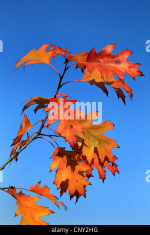 Red leaves of Northern red oak (Quercus rubra) in the autumn. Red oak ...