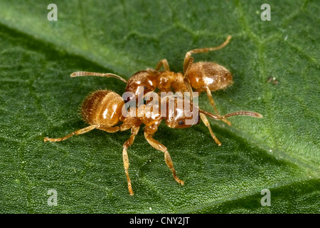 Mound ant, Yellow ant, Yellow meadow ant, Yellow turf ant (Lasius ...