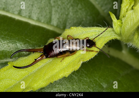 Common earwig, Forficula auricularia, side view of male dermaptera ...