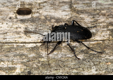 Parallel-sided ground beetle (Abax parallelepipedus, Abax ater), on the ...