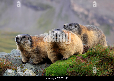 alpine marmot (Marmota marmota), three animals standing together ...